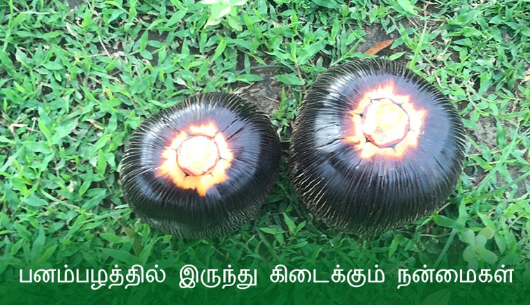 பல நன்மைகளை தரும் பனம் பழம்! - TON தமிழ் செய்திகள்